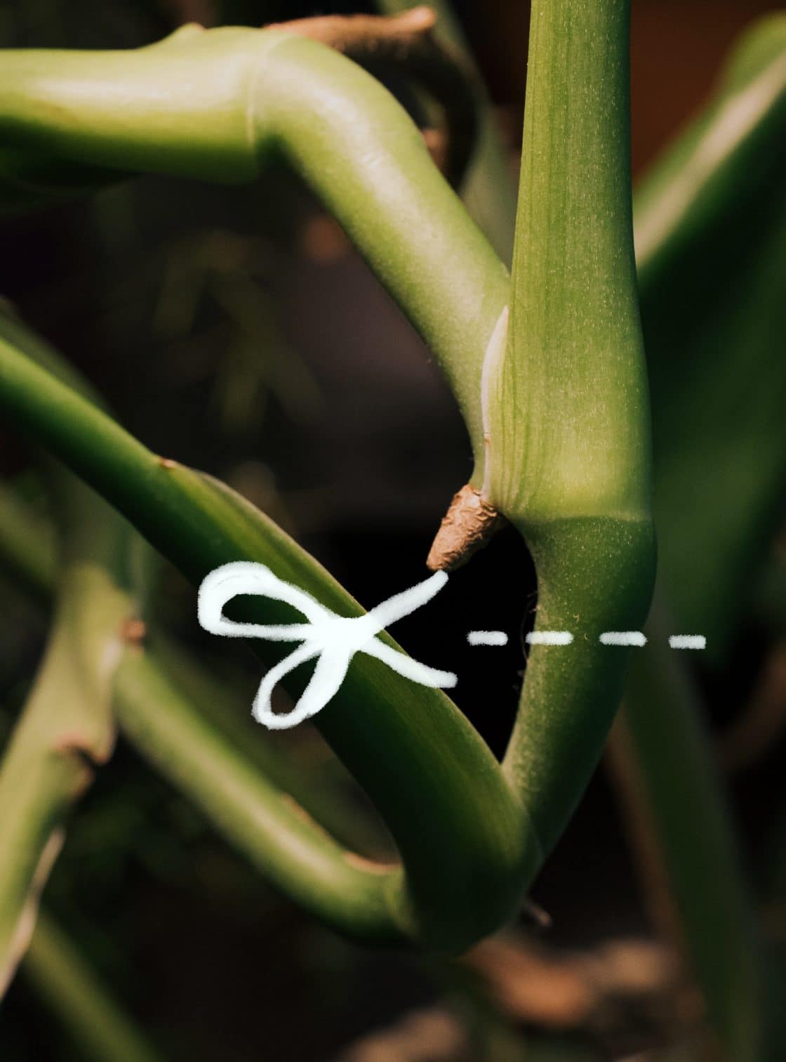 Monstera - Skötsel - Planterad.se