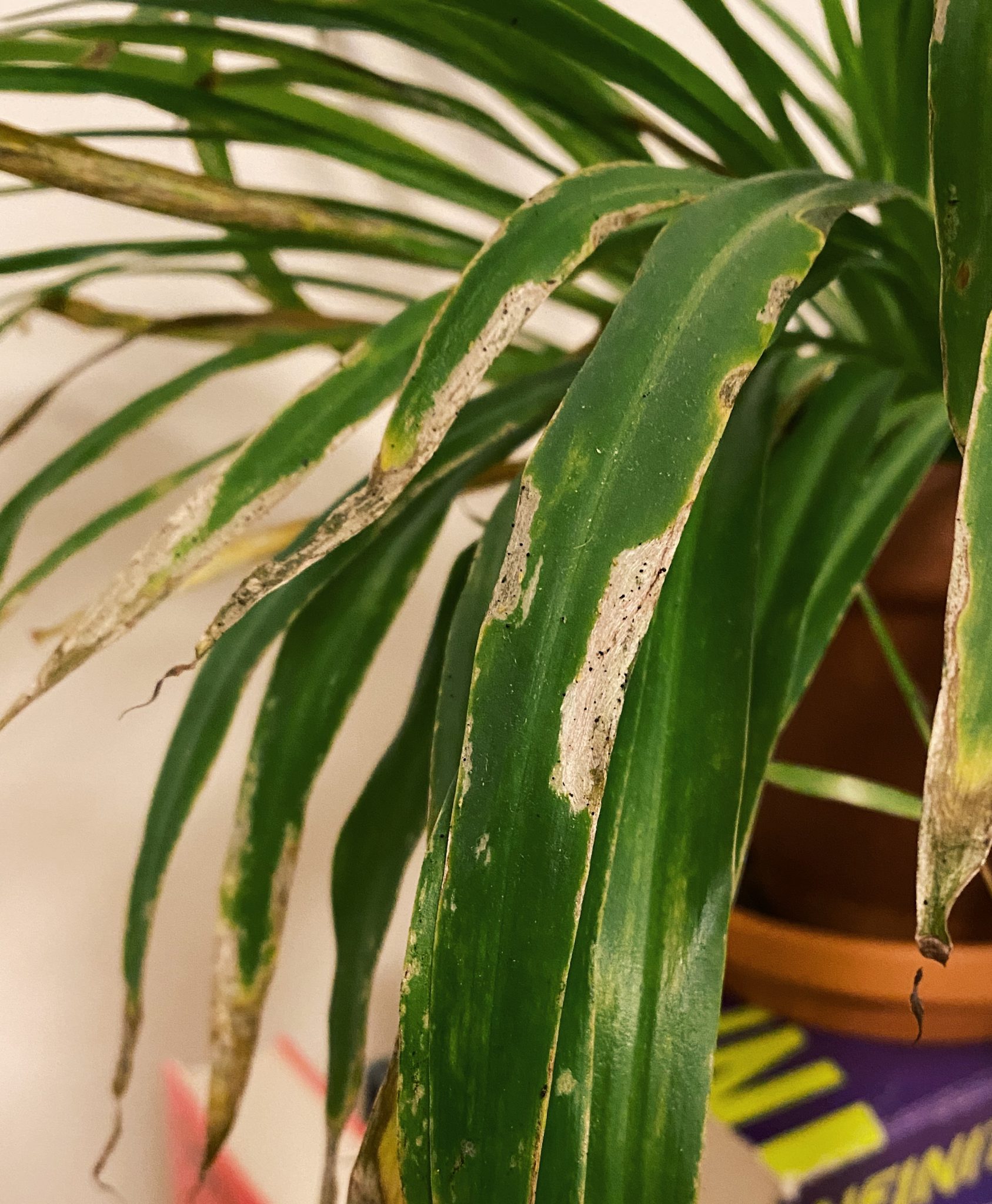 Så blir du av med trips - bekämpa ohyran - Planterad.se