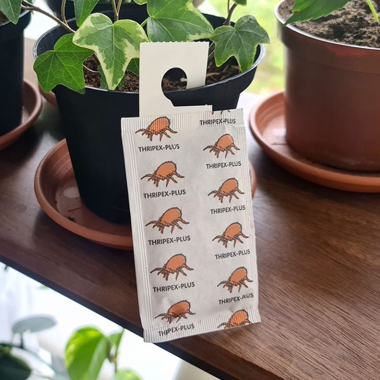 Så blir du av med trips - bekämpa ohyran - Planterad.se